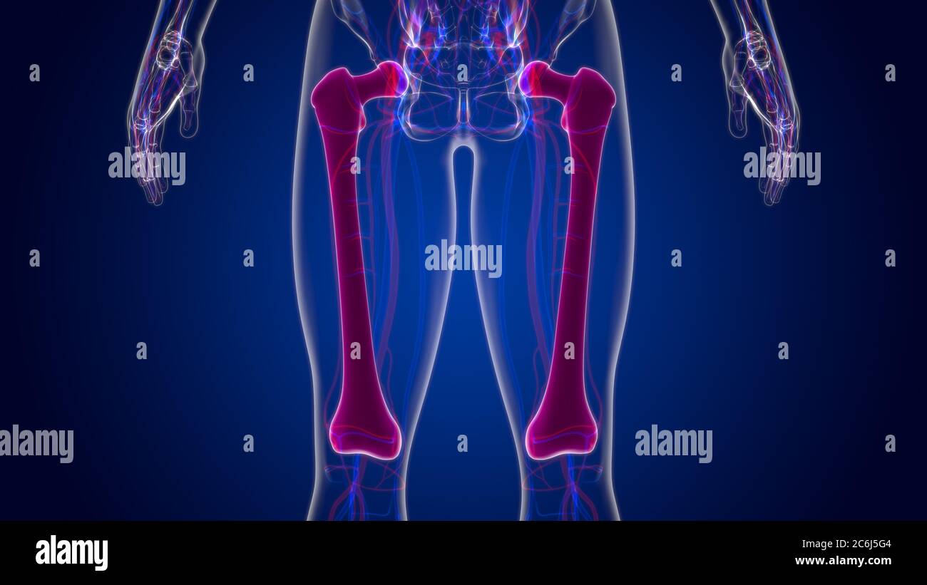 Human skeleton anatomy Femur Bone 3D Rendering For Medical Concept ...