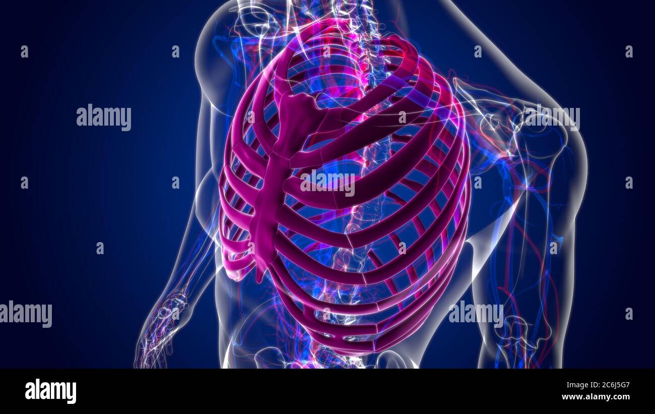 Human skeleton anatomy Rib Cage 3D Rendering For Medical Concept Stock ...
