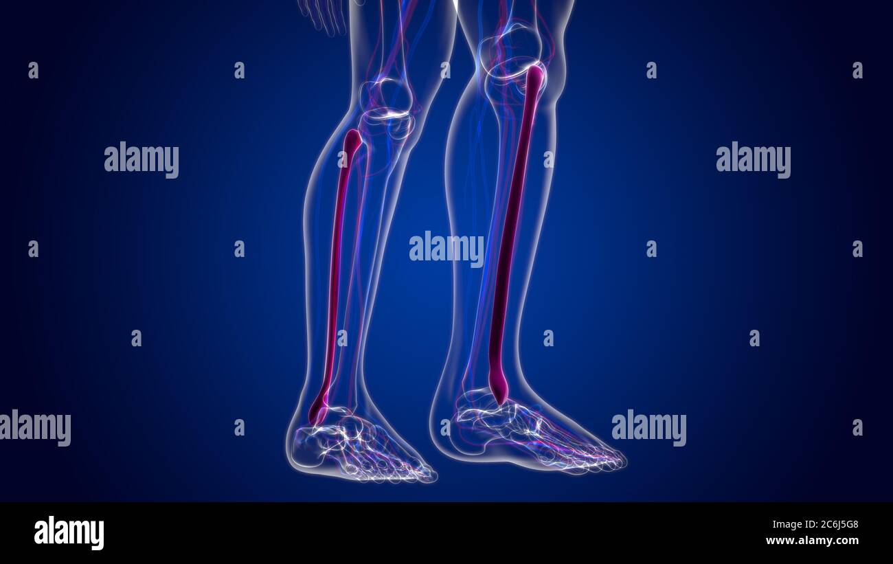 Human skeleton anatomy Fibula Bone 3D Rendering For Medical Concept ...