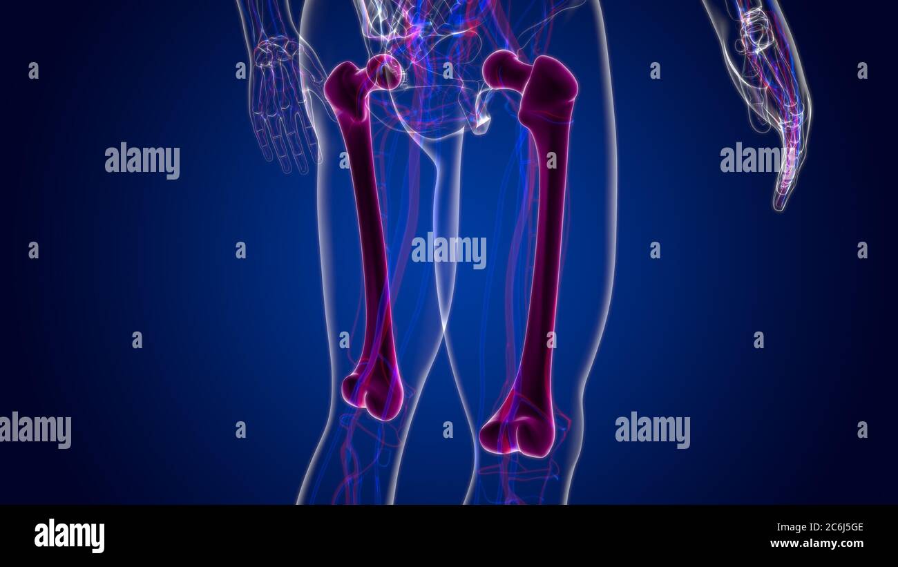 Human skeleton anatomy Femur Bone 3D Rendering For Medical Concept ...