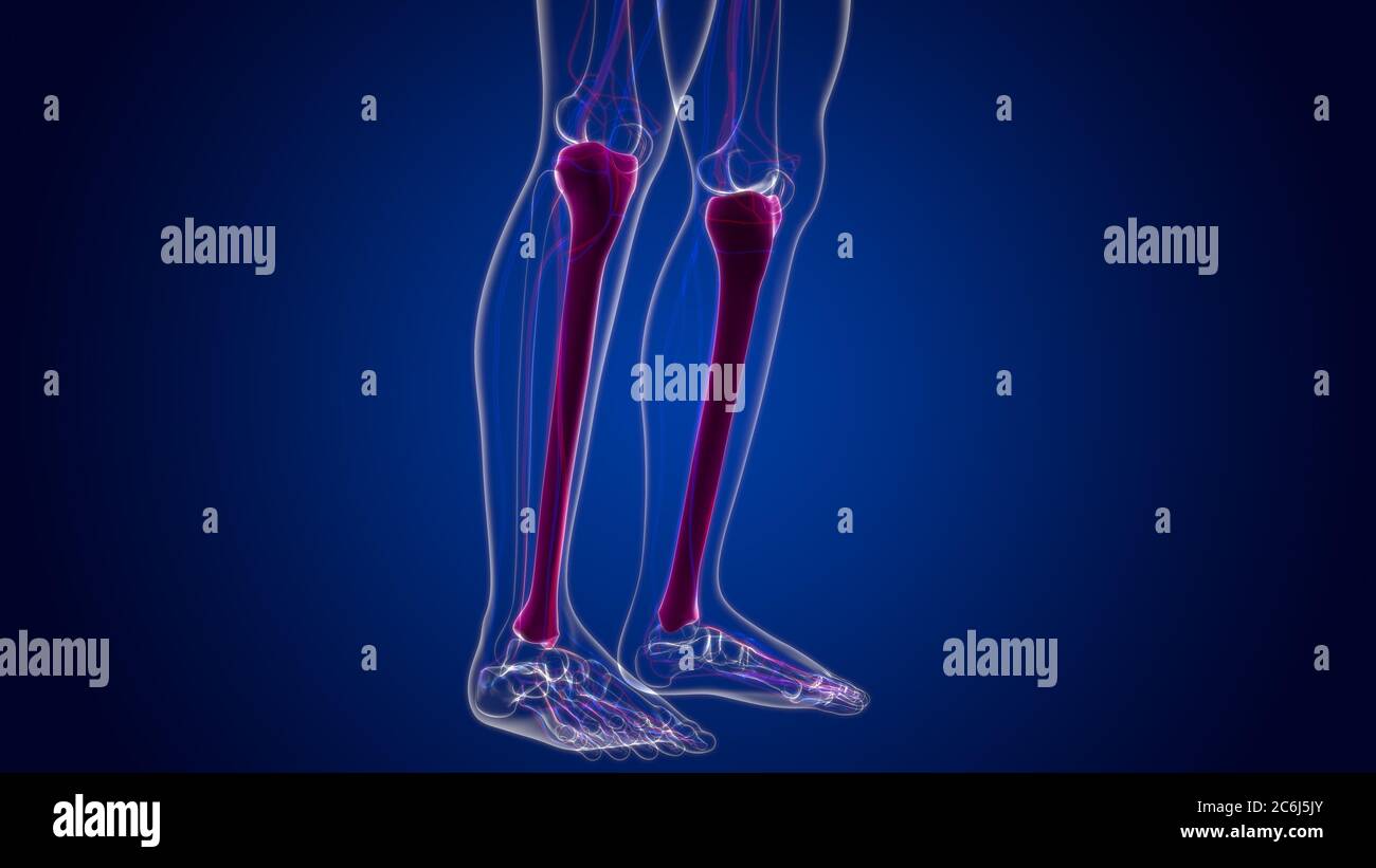 Human skeleton anatomy Tibia Bone 3D Rendering For Medical Concept ...