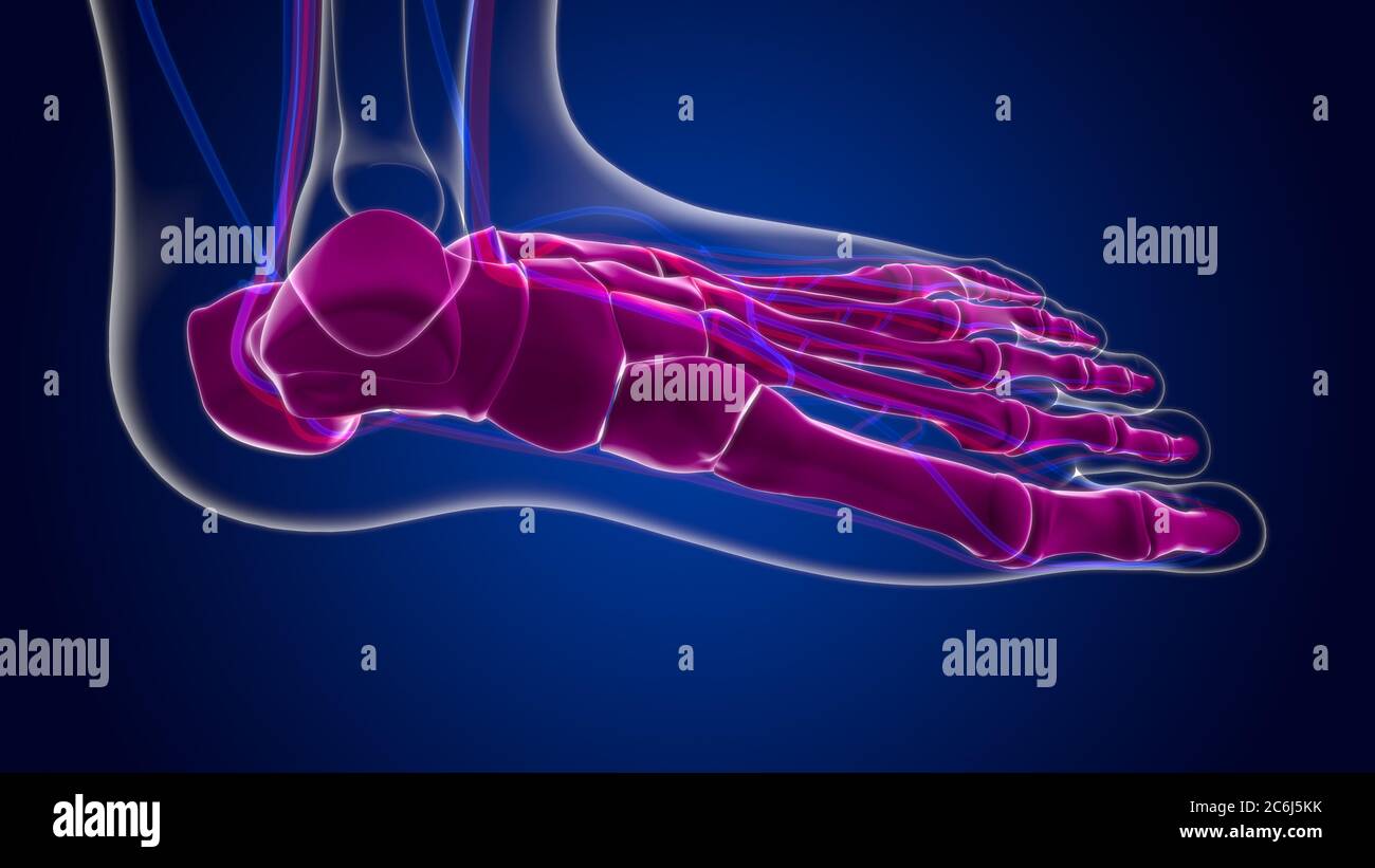 Human Skeleton Foot bones Anatomy For Medical Concept 3D Illustration ...