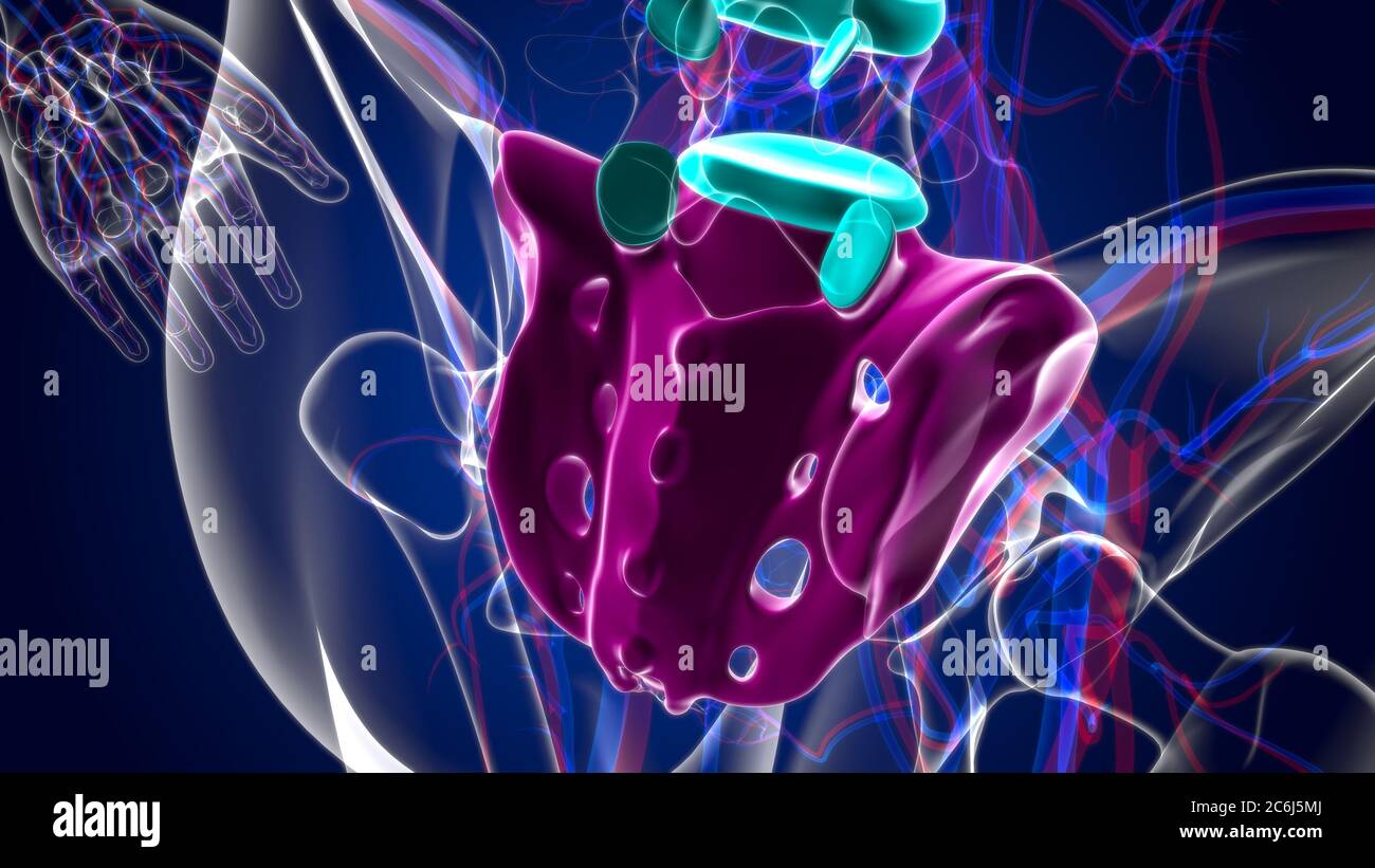 Human skeleton anatomy Sacral Bone 3D Rendering For Medical Concept ...