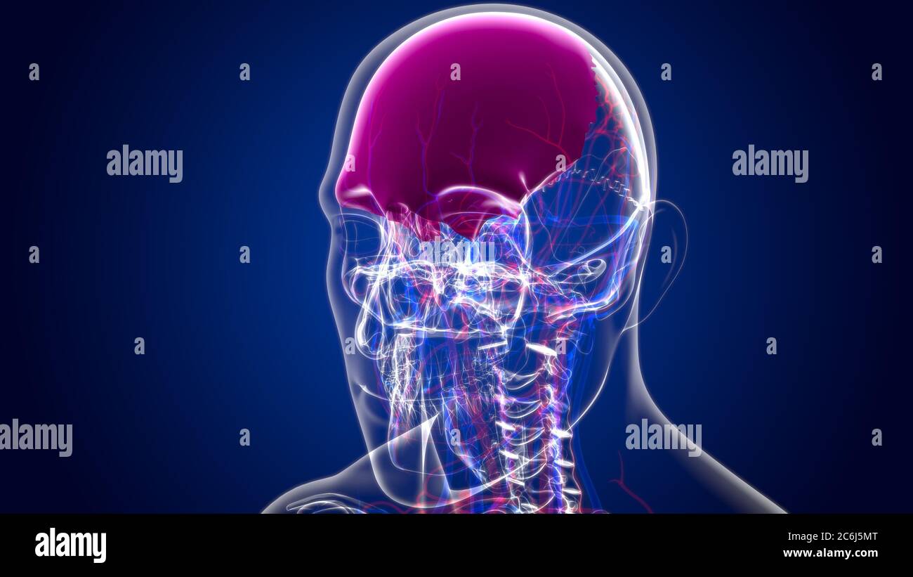 Human Skeleton Skull Frontal Bone Anatomy For Medical Concept 3D ...