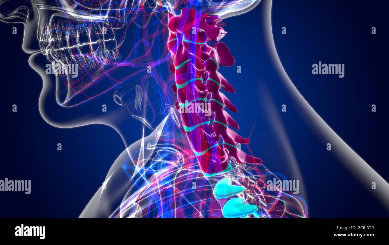 Human Skeleton Vertebral Column Cervical Vertebrae Anatomy Stock Photo ...