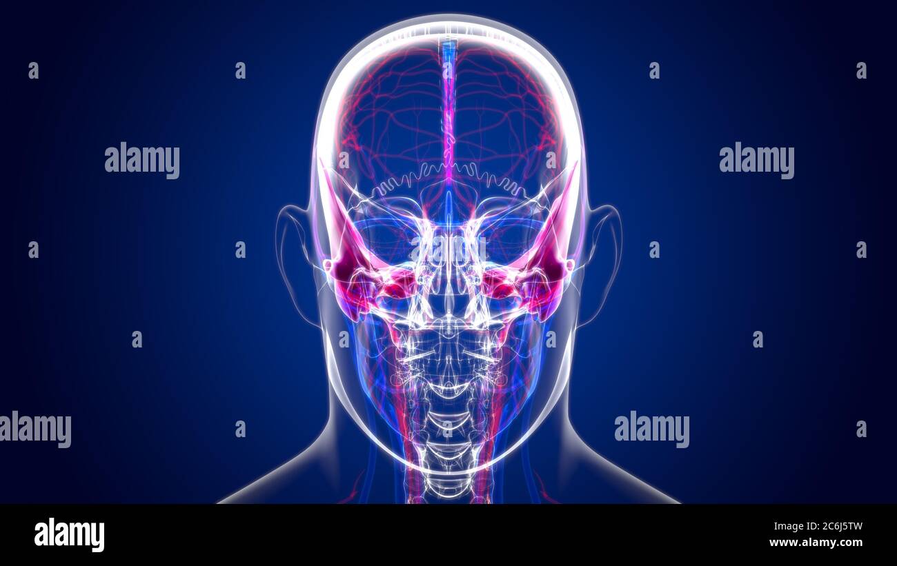 Human Skeleton Skull Temporal Bone Anatomy For Medical Concept 3D ...