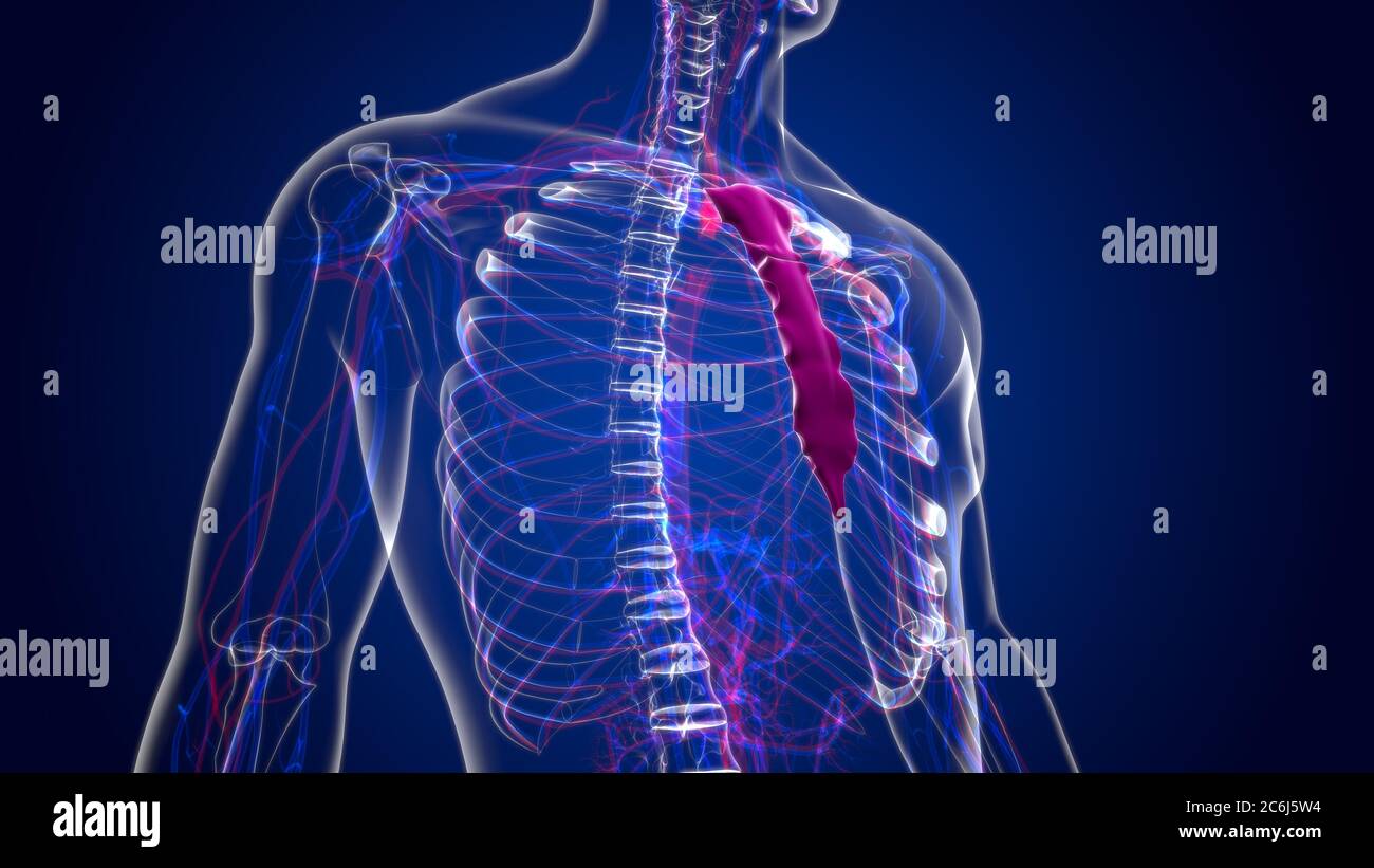 Human Skeleton Sternum Bone Anatomy For Medical Concept 3D Illustration ...