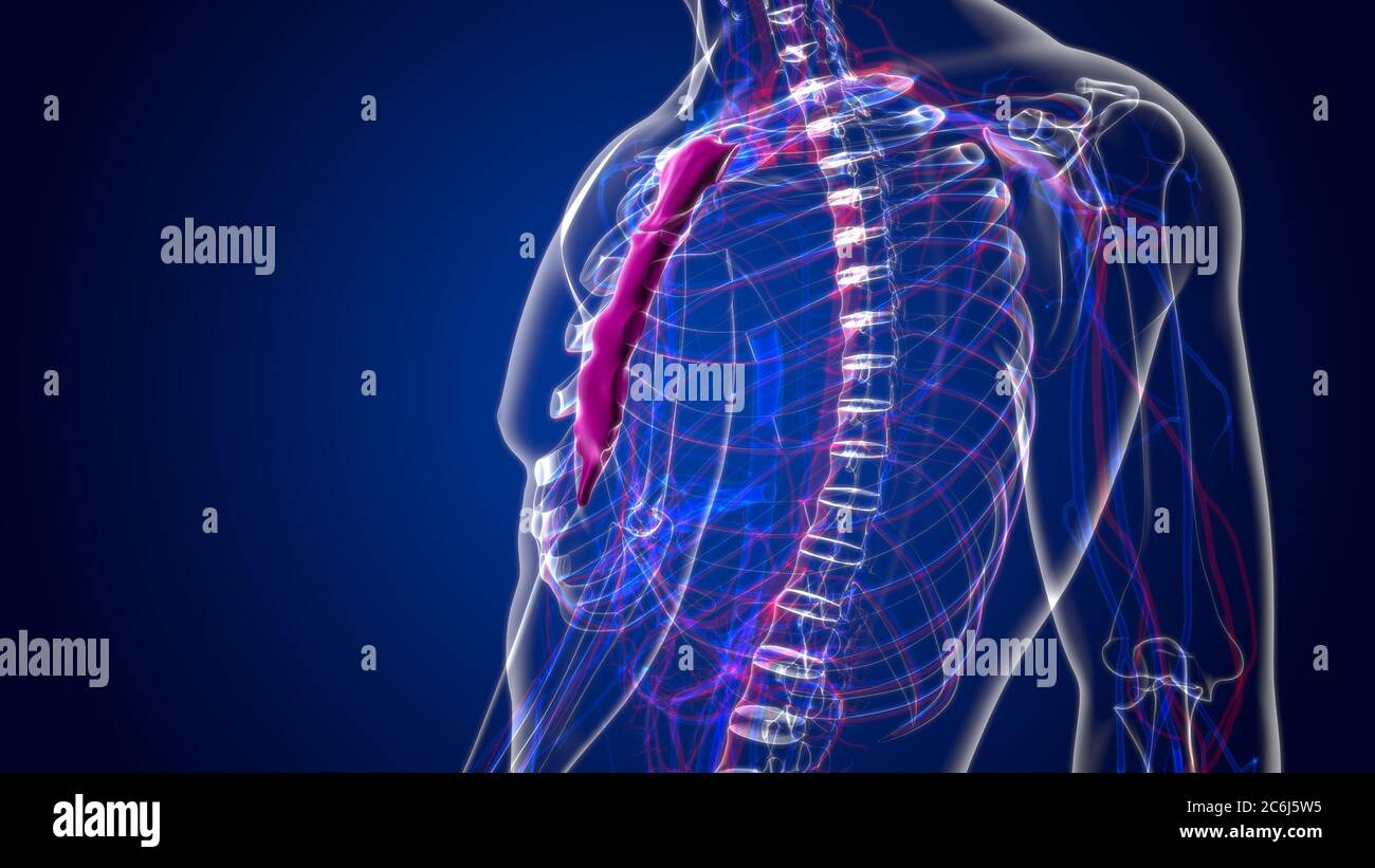 Human Skeleton Sternum Bone Anatomy For Medical Concept 3D Illustration ...
