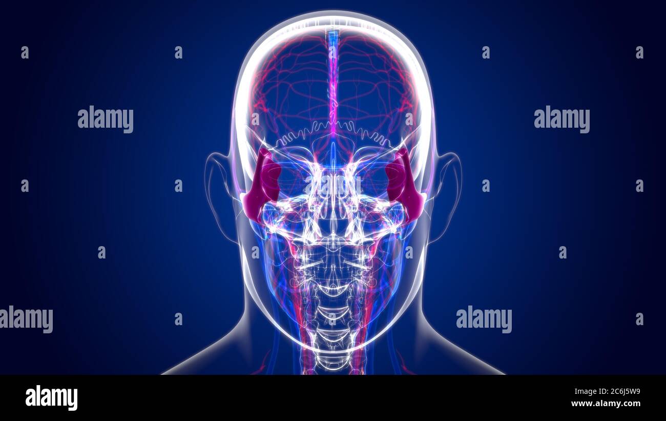 Human Skeleton Skull Zygomatic Bone Anatomy For Medical Concept 3D ...