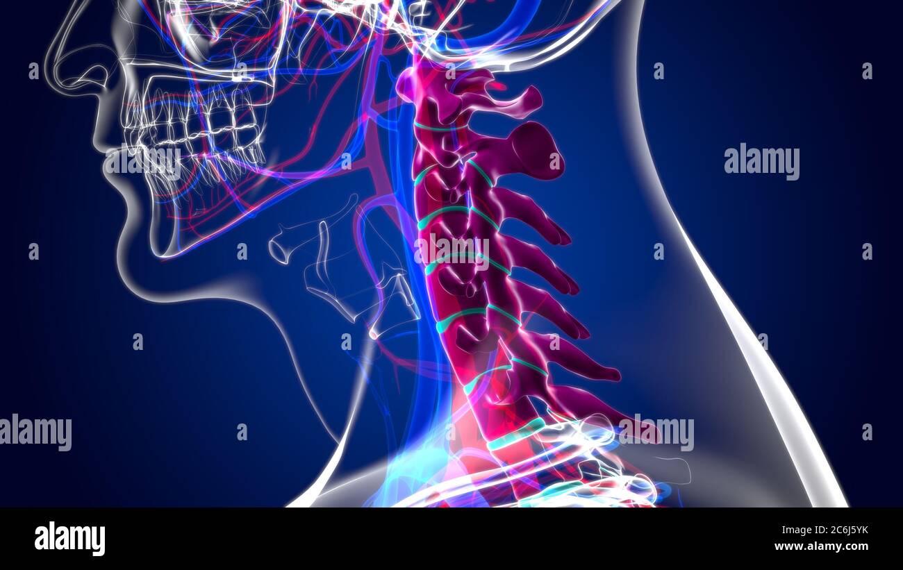 Human Skeleton Vertebral Column Cervical Vertebrae Anatomy Stock Photo ...