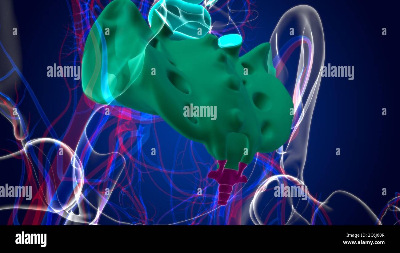 Coccyx Tail High Resolution Stock Photography and Images - Alamy