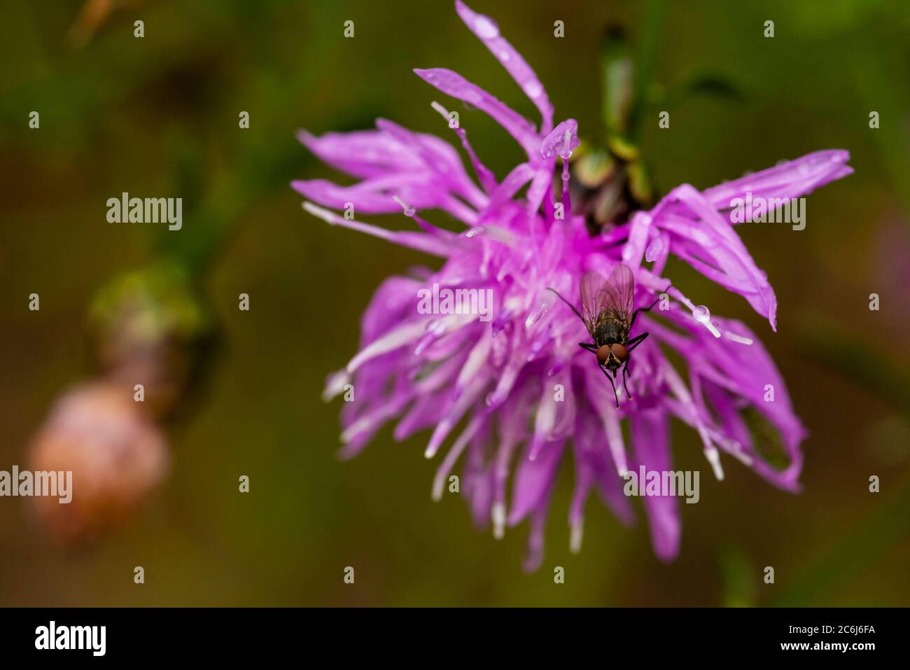A purple flower on which a small fly sits Stock Photo - Alamy