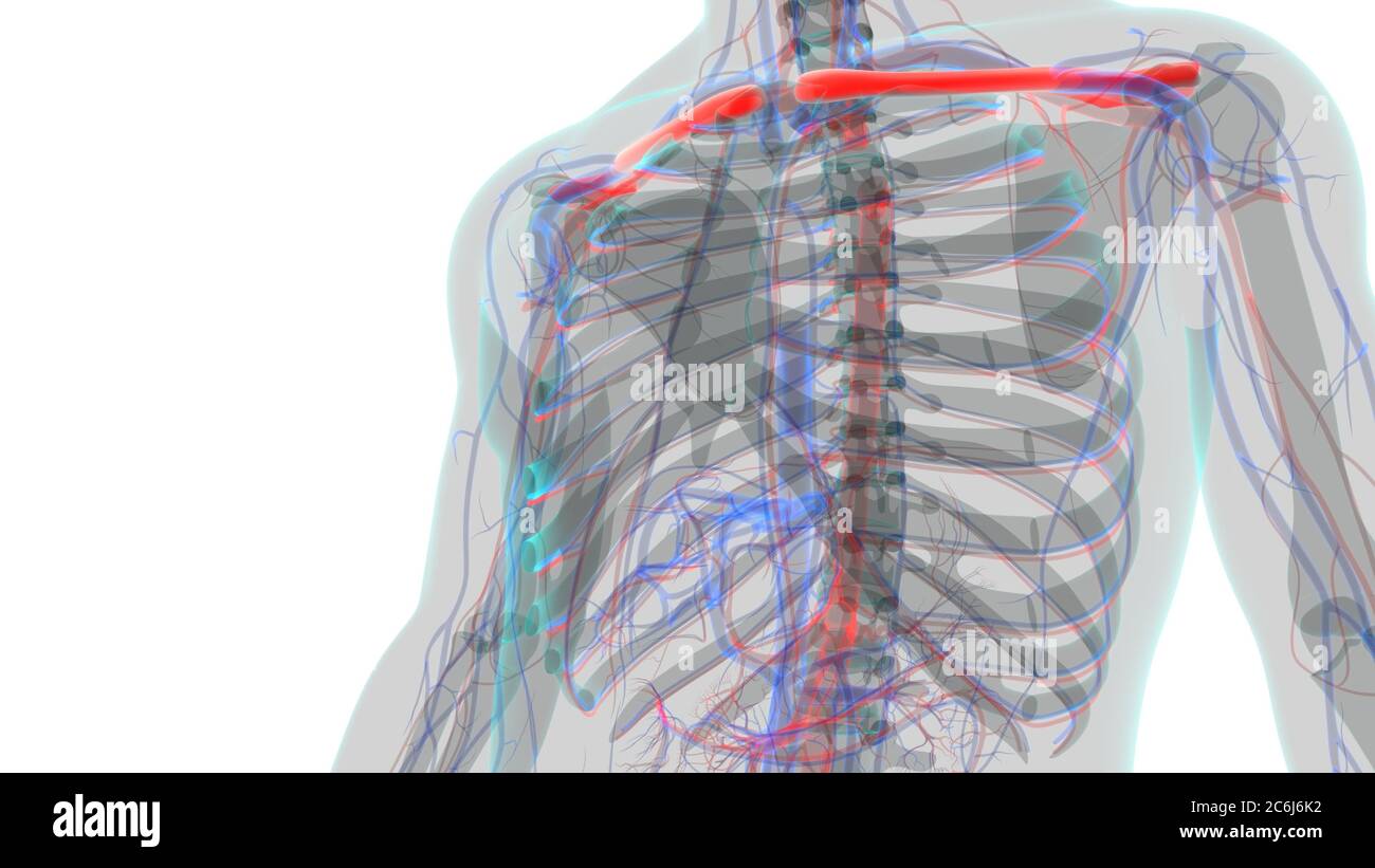 Human skeleton anatomy Clavicle Bones 3D Rendering For Medical Concept ...