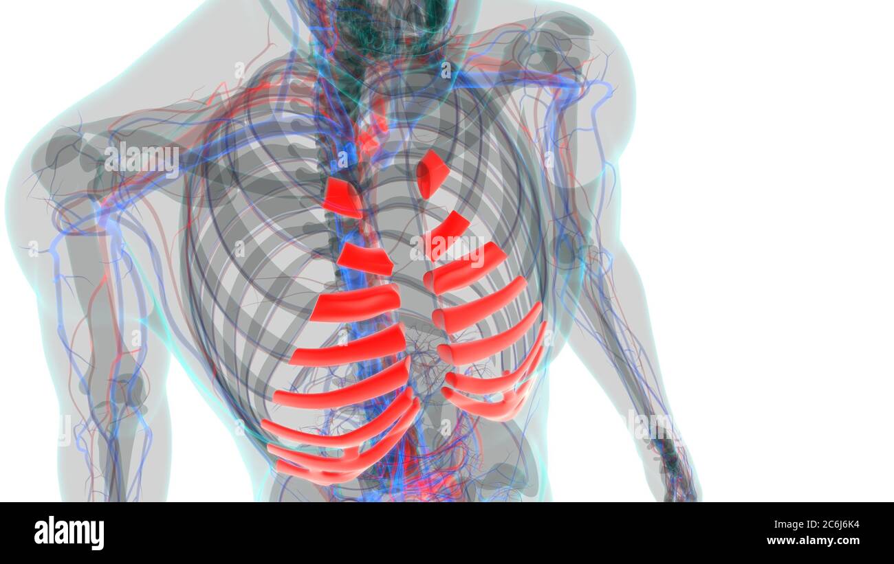 Costal Cartilage High Resolution Stock Photography and Images - Alamy