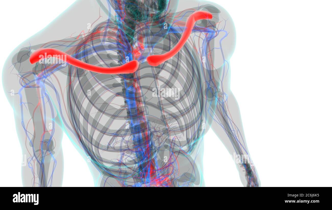 Human skeleton anatomy Clavicle Bones 3D Rendering For Medical Concept ...