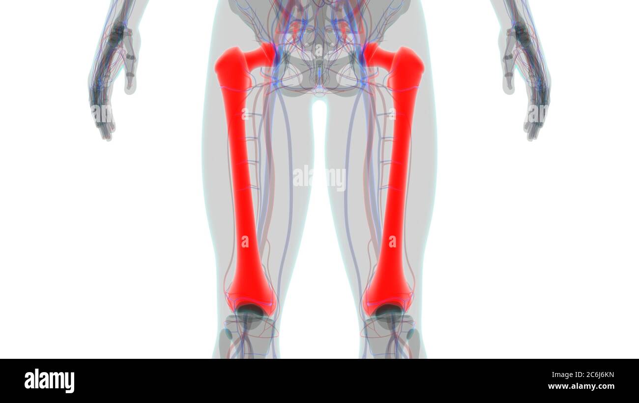 Human skeleton anatomy Femur Bone 3D Rendering For Medical Concept ...