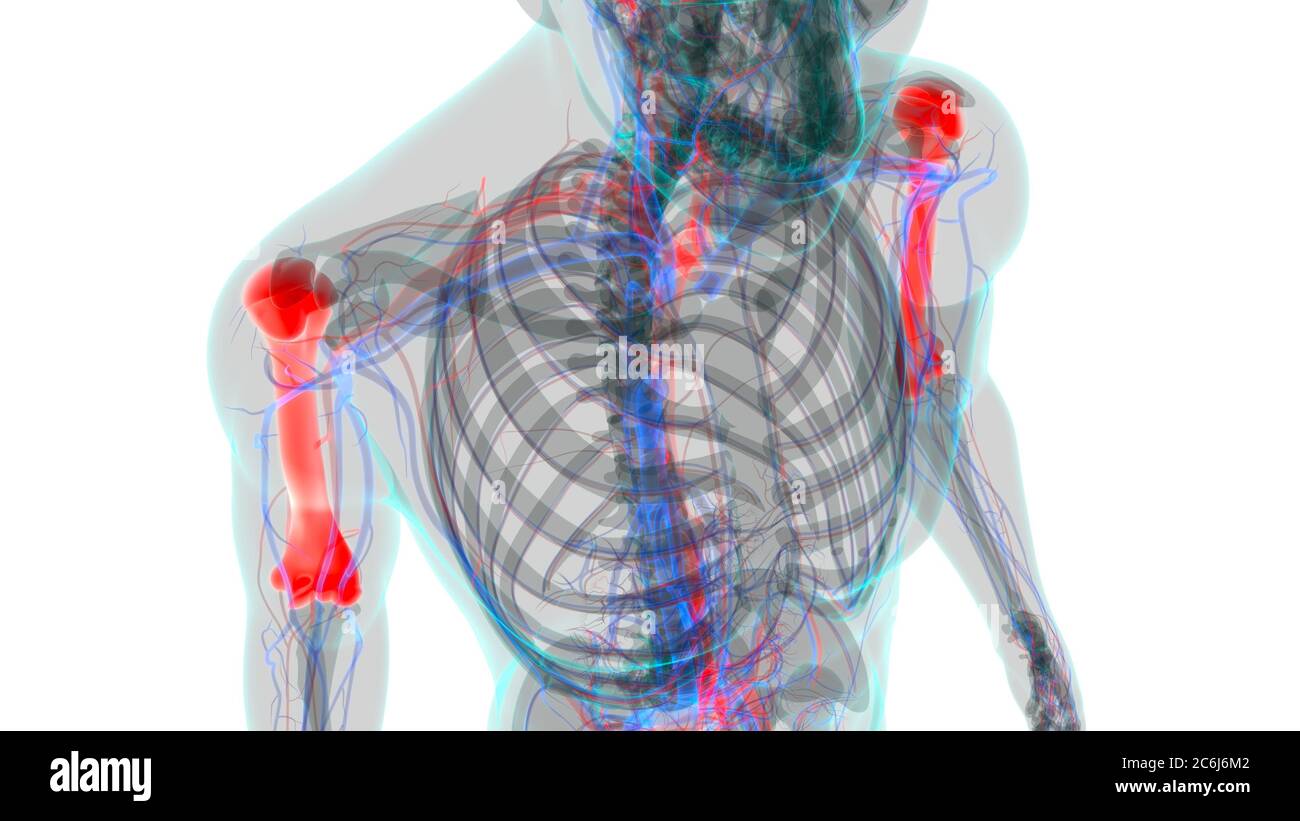 Human skeleton anatomy Humerus Bone 3D Rendering For Medical Concept ...