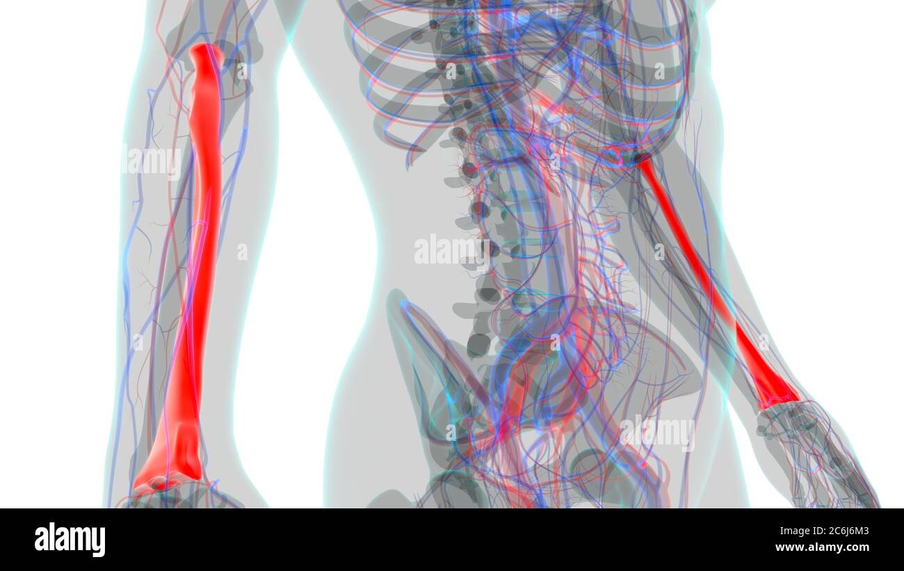 Human skeleton anatomy Radius Bone 3D Rendering For Medical Concept ...