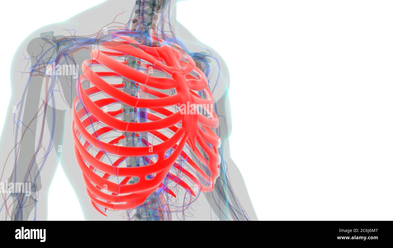 Human skeleton anatomy Rib Cage 3D Rendering For Medical Concept Stock ...