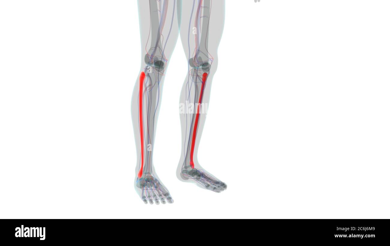 Human skeleton anatomy Fibula Bone 3D Rendering For Medical Concept ...