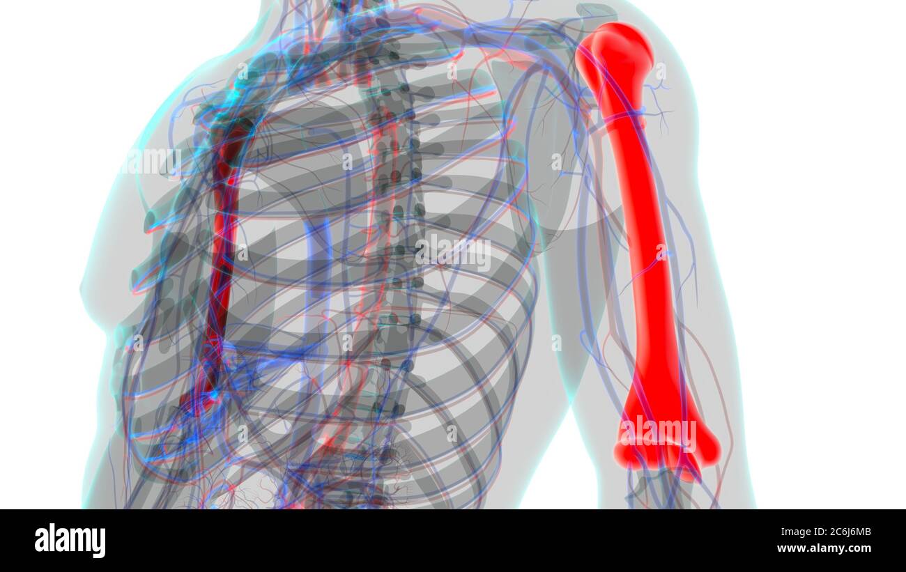Human skeleton anatomy Humerus Bone 3D Rendering For Medical Concept ...