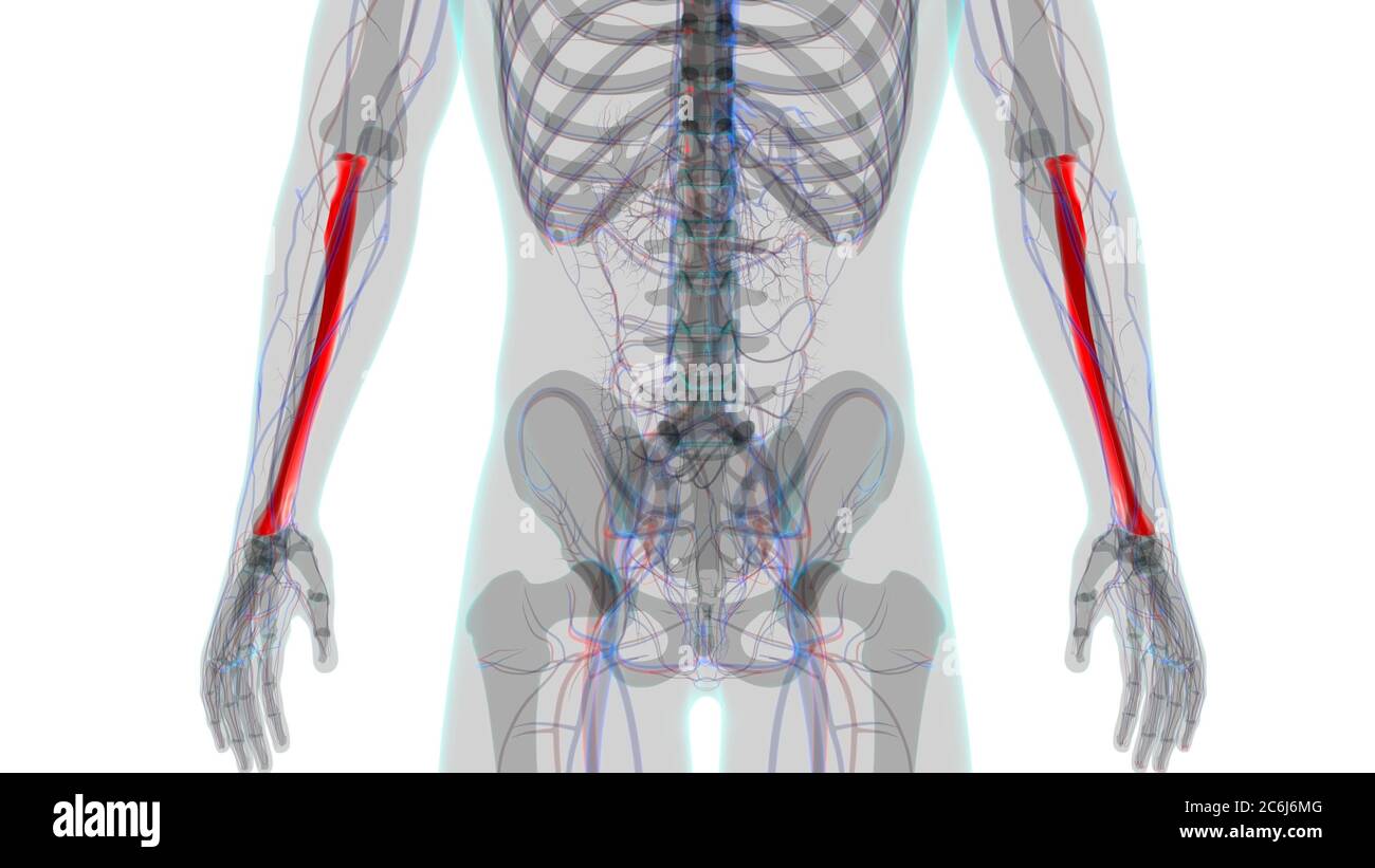 Human skeleton anatomy Radius Bone 3D Rendering For Medical Concept ...