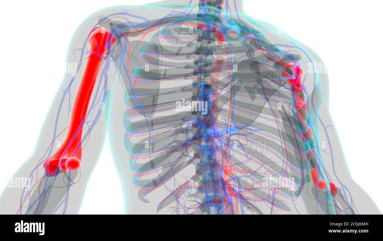 Human skeleton anatomy Humerus Bone 3D Rendering For Medical Concept ...