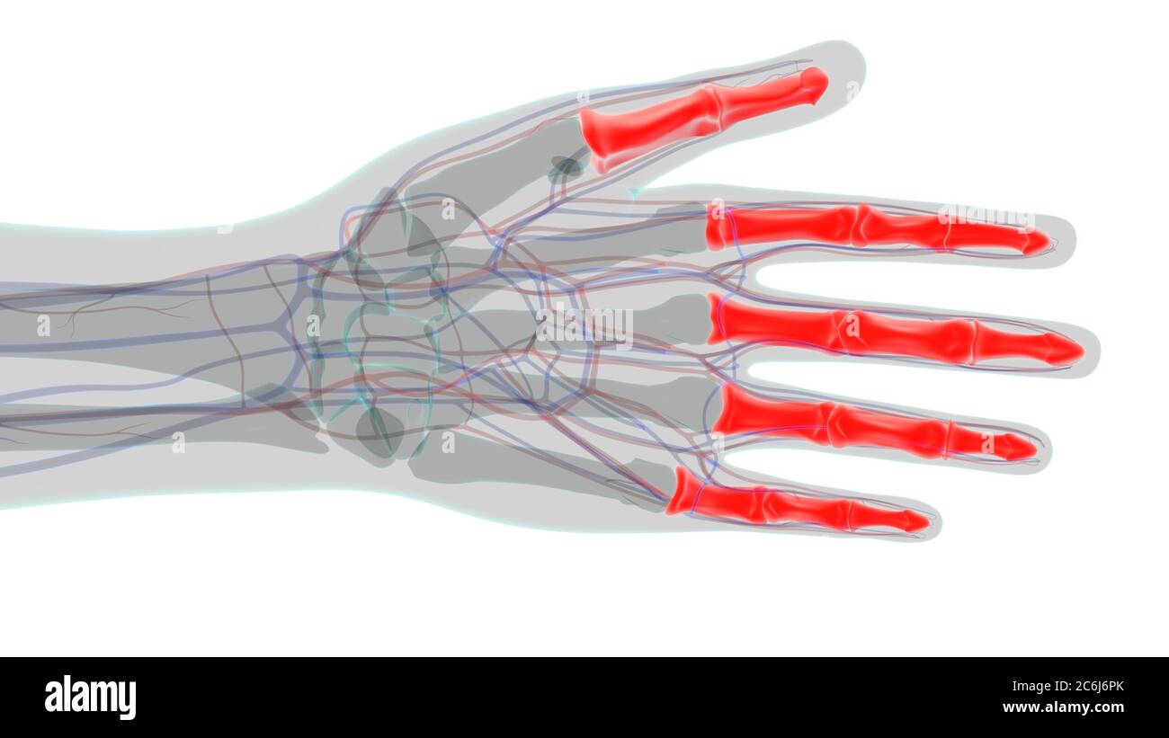 Human Skeleton Hand Phalanges Bone Anatomy For Medical Concept 3D ...