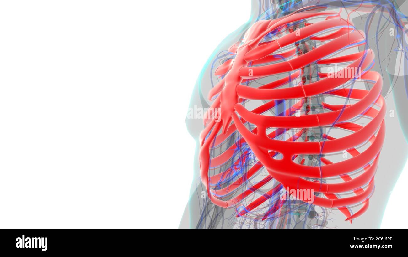 Human skeleton anatomy Rib Cage 3D Rendering For Medical Concept Stock ...