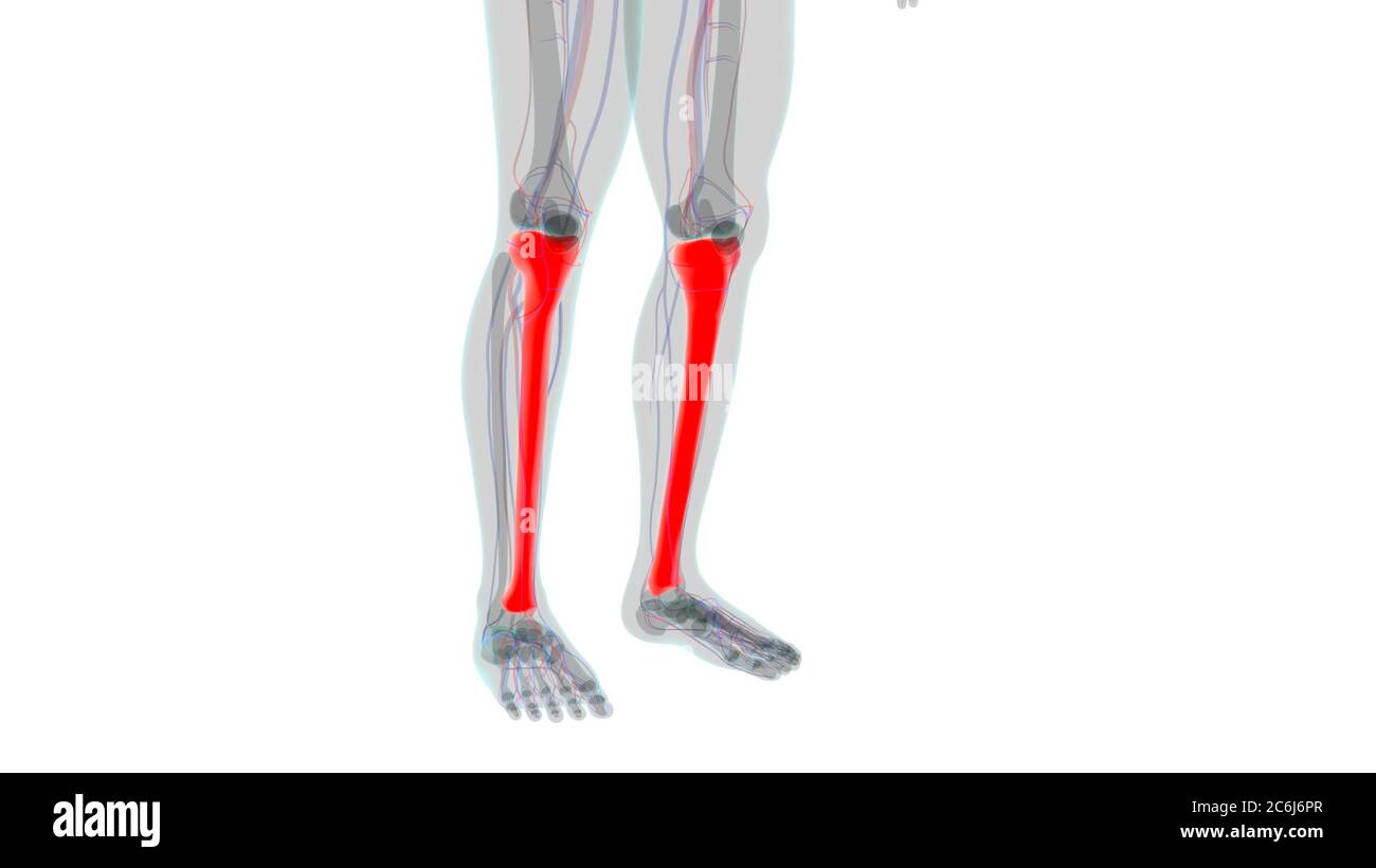 Human skeleton anatomy Tibia Bone 3D Rendering For Medical Concept ...