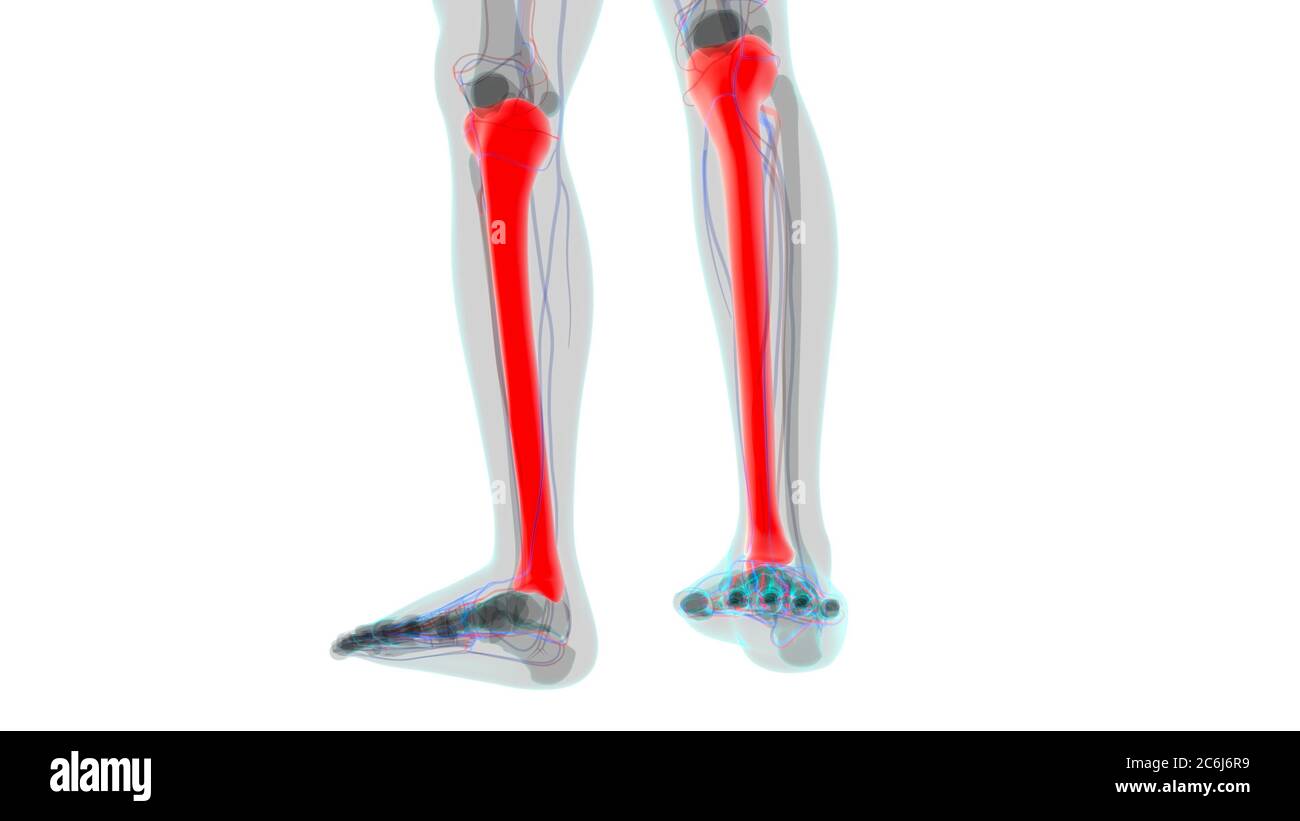Human skeleton anatomy Tibia Bone 3D Rendering For Medical Concept ...