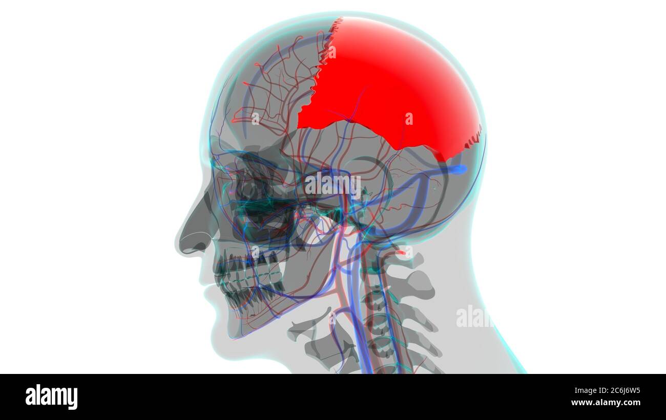 Human Skeleton Skull Parietal Bone Anatomy For Medical Concept 3D ...