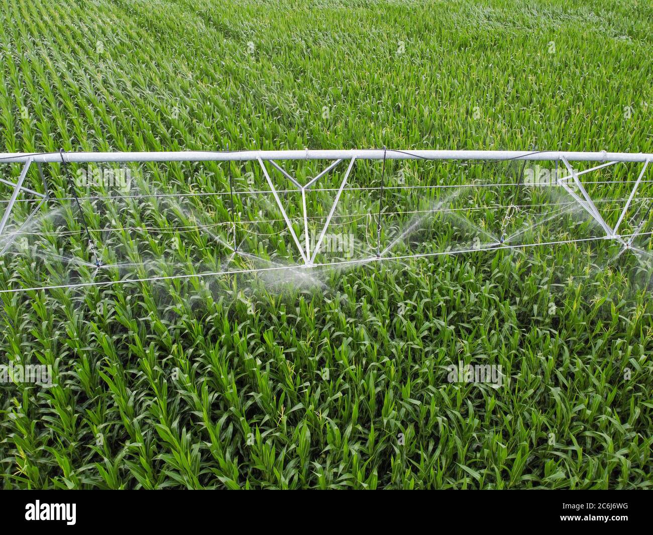 Watering in a corn field. Moisturizing the soil to increase the yield ...