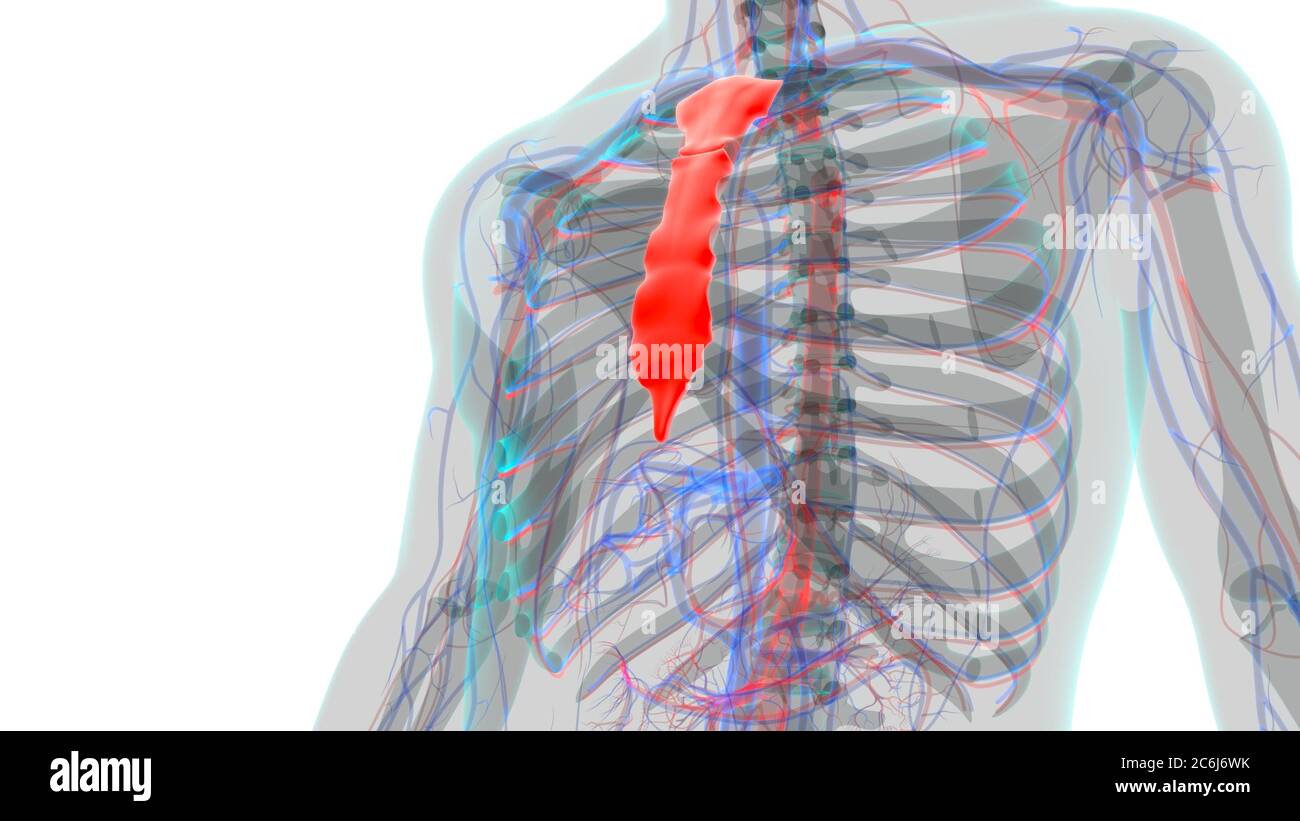 Human Skeleton Sternum Bone Anatomy For Medical Concept 3D Illustration ...