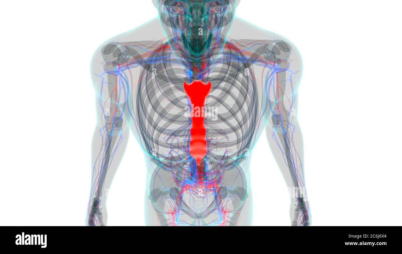 Human Skeleton Sternum Bone Anatomy For Medical Concept 3D Illustration ...