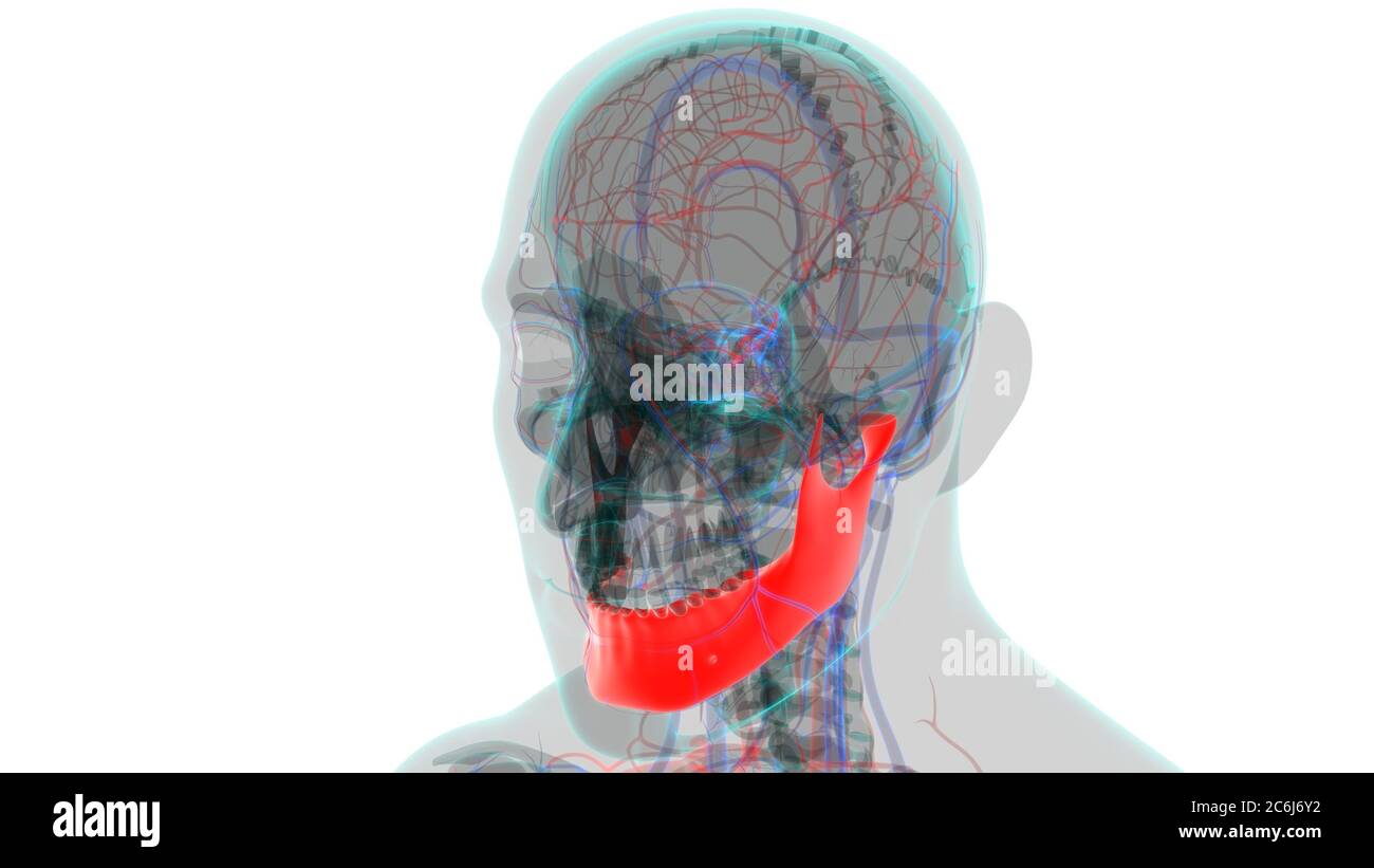 Human Skeleton Skull Mandible Bone Anatomy For Medical Concept 3D ...