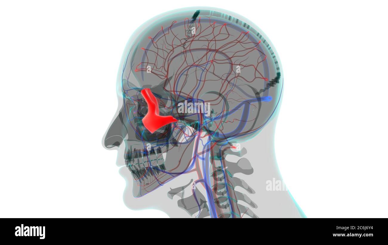 Human Skeleton Skull Zygomatic Bone Anatomy For Medical Concept 3D ...