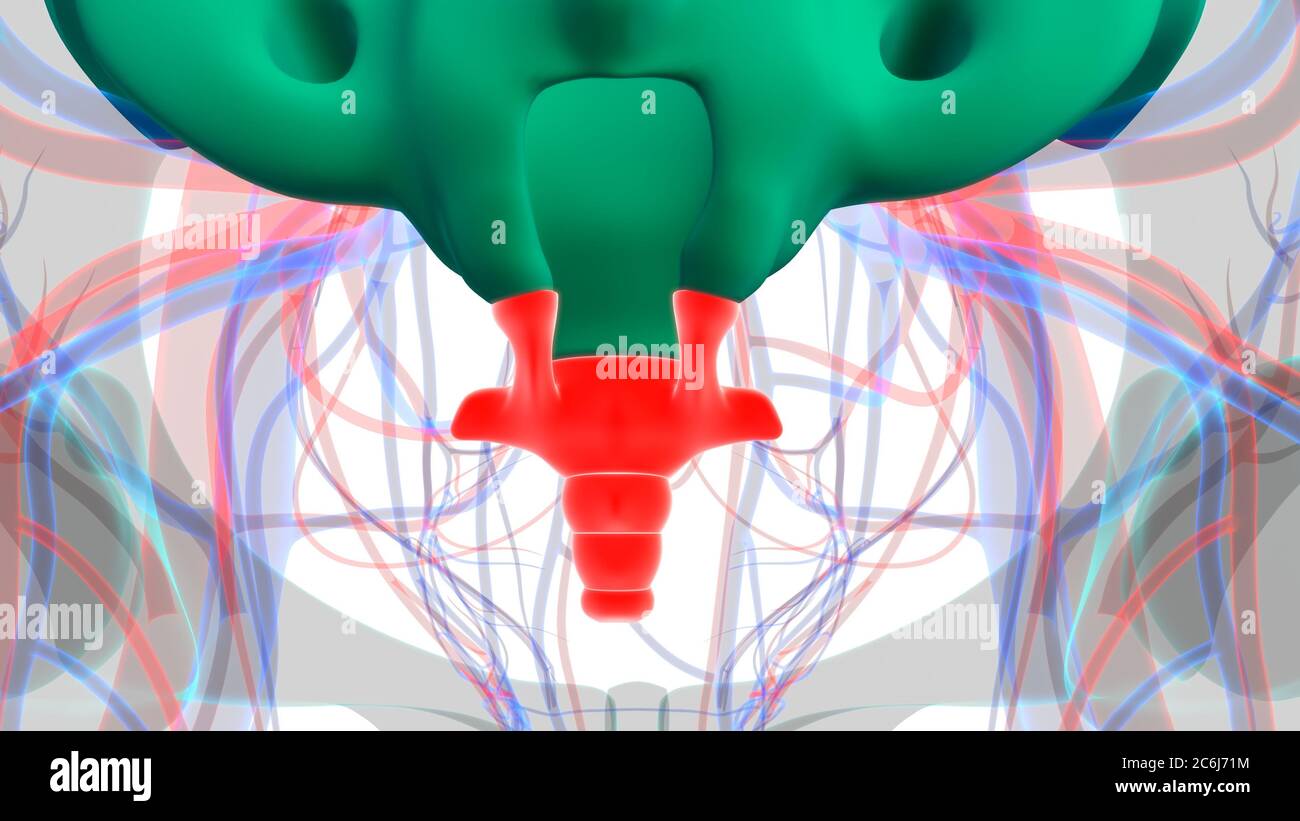 Human Skeleton Vertebral Column Coccyx or tail bone Anatomy 3D ...