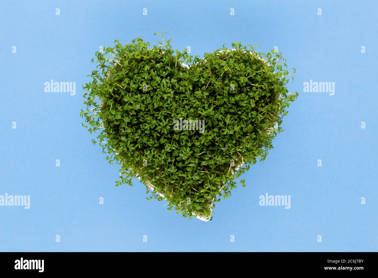 Alfalfa seed sprouts, healthy diet superfood and clean eating concept ...