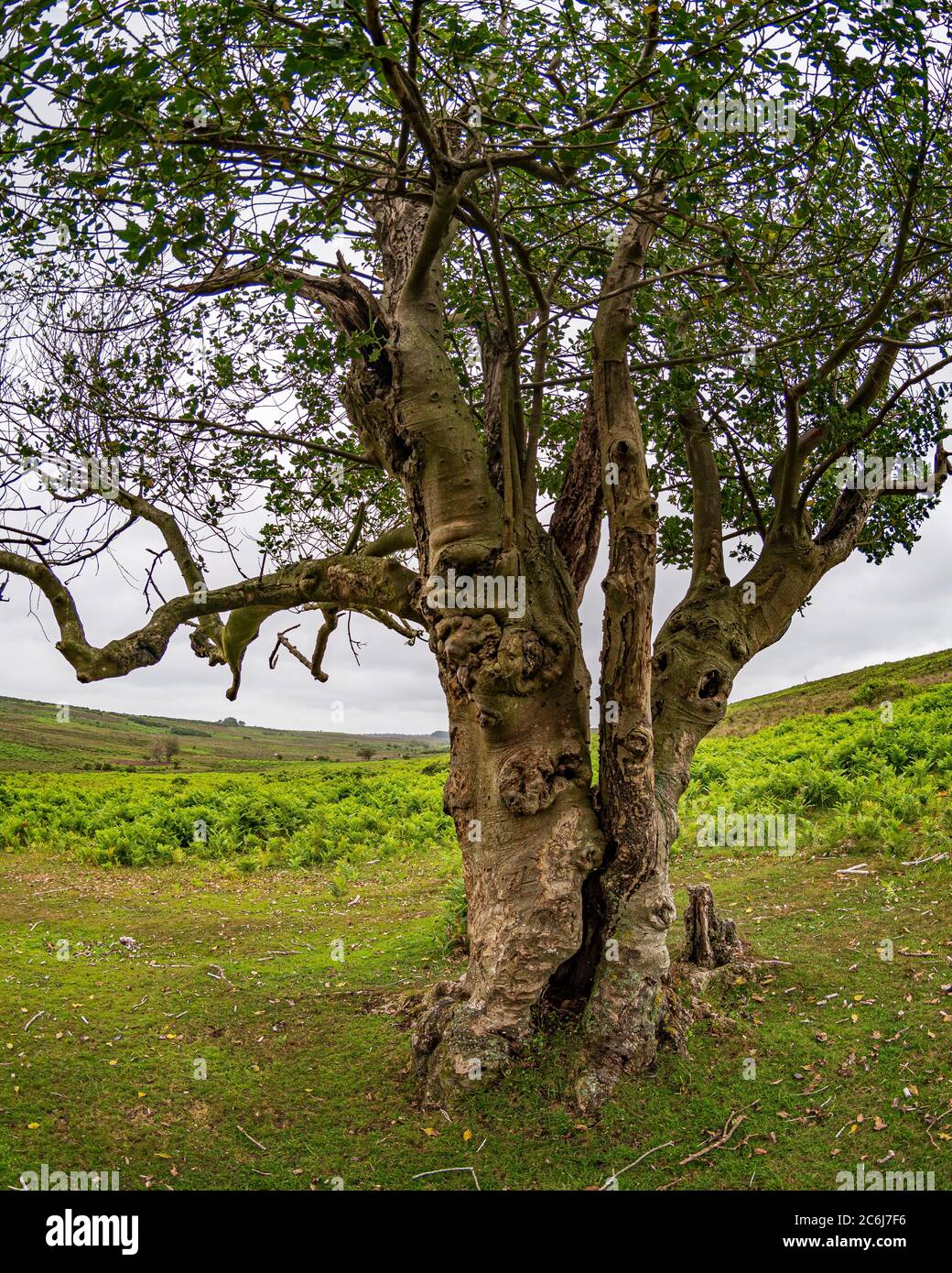 Knobbly tree hi-res stock photography and images - Alamy