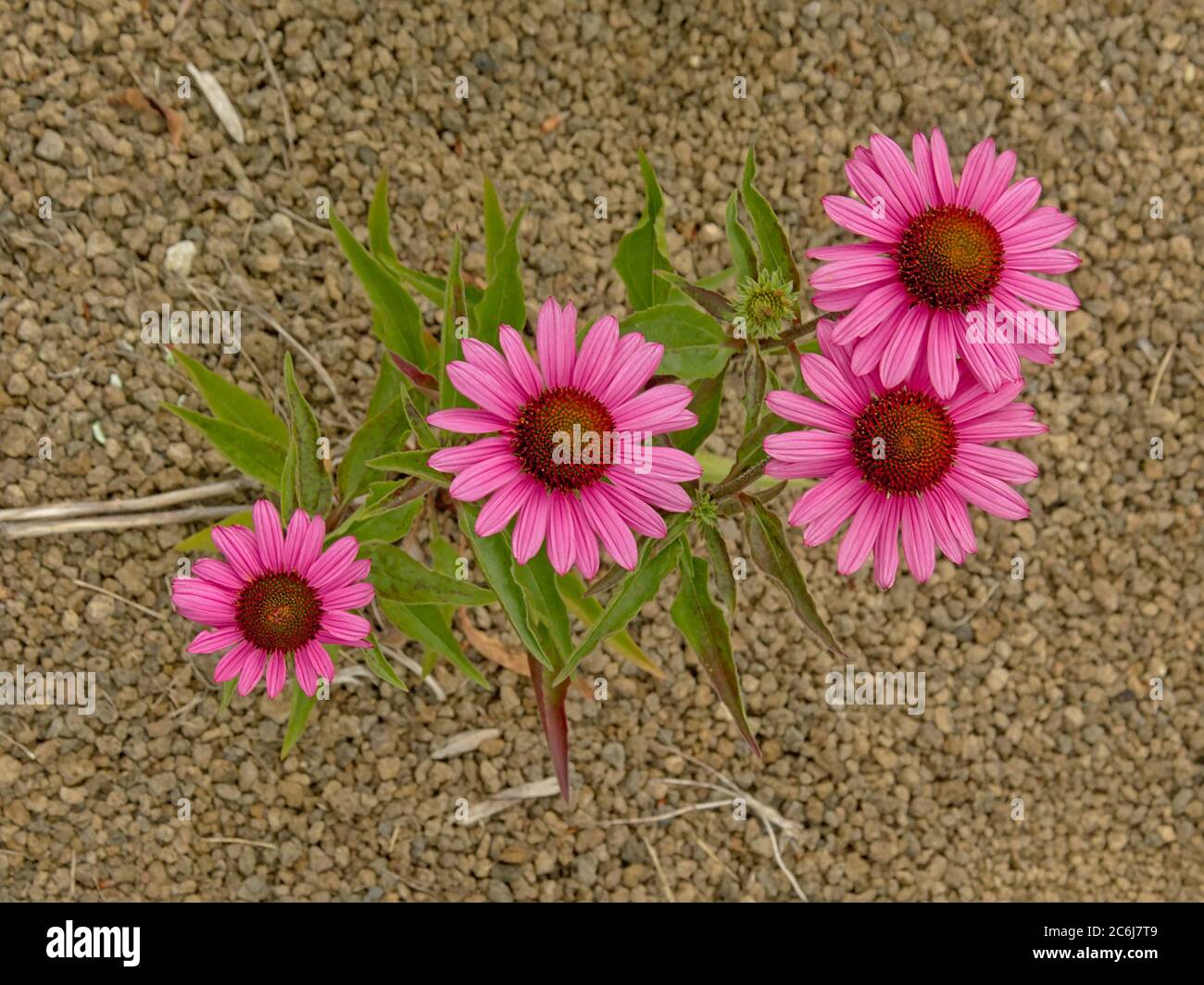 Pink Echinacea coneflowers, overhead view - echinacea purpurea Stock ...