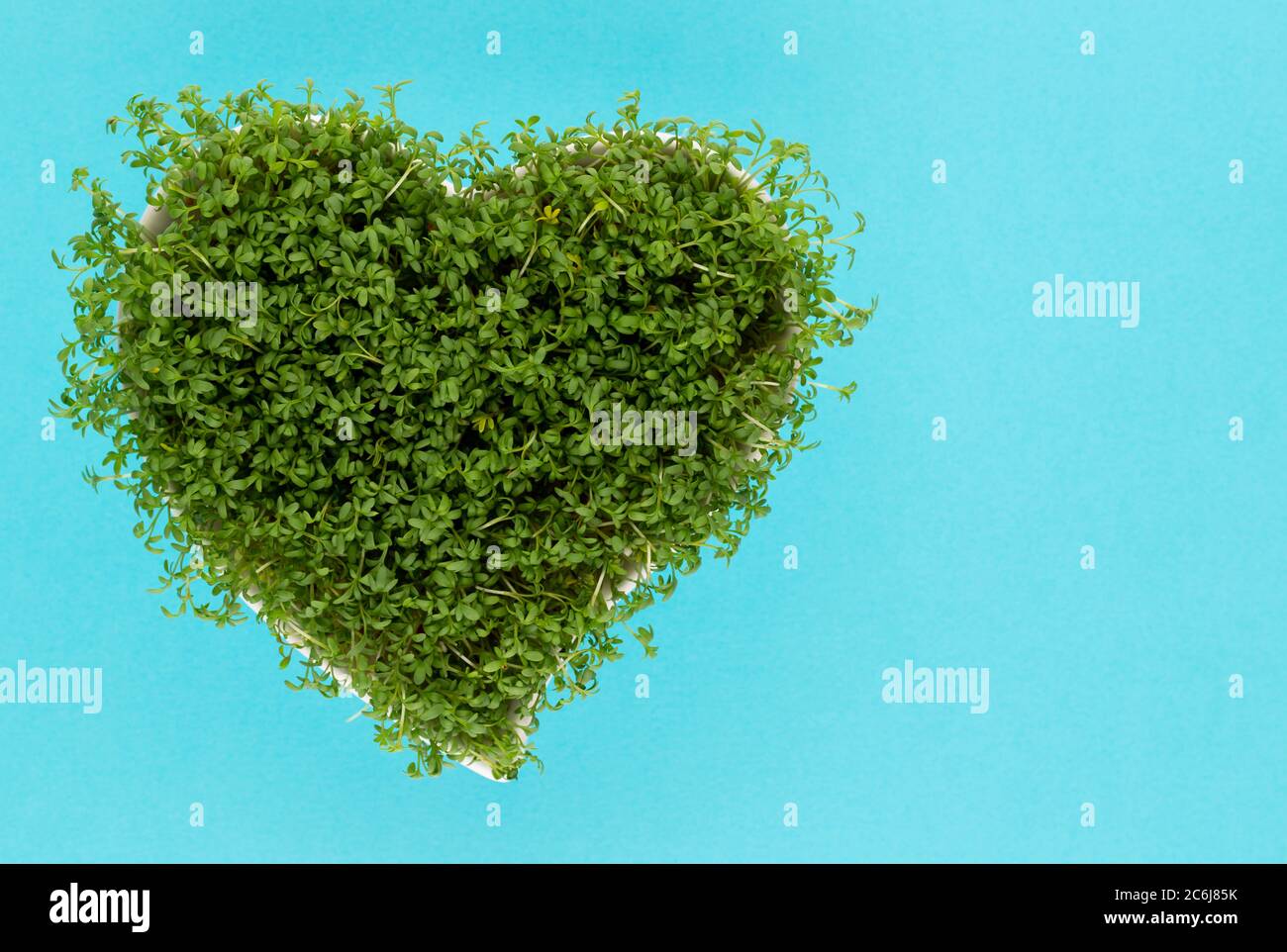 Alfalfa seed sprouts, healthy diet superfood and clean eating concept ...