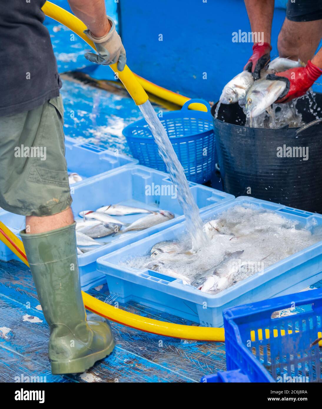 Male fisherman filling a fish market box with water using a rubber hose ...