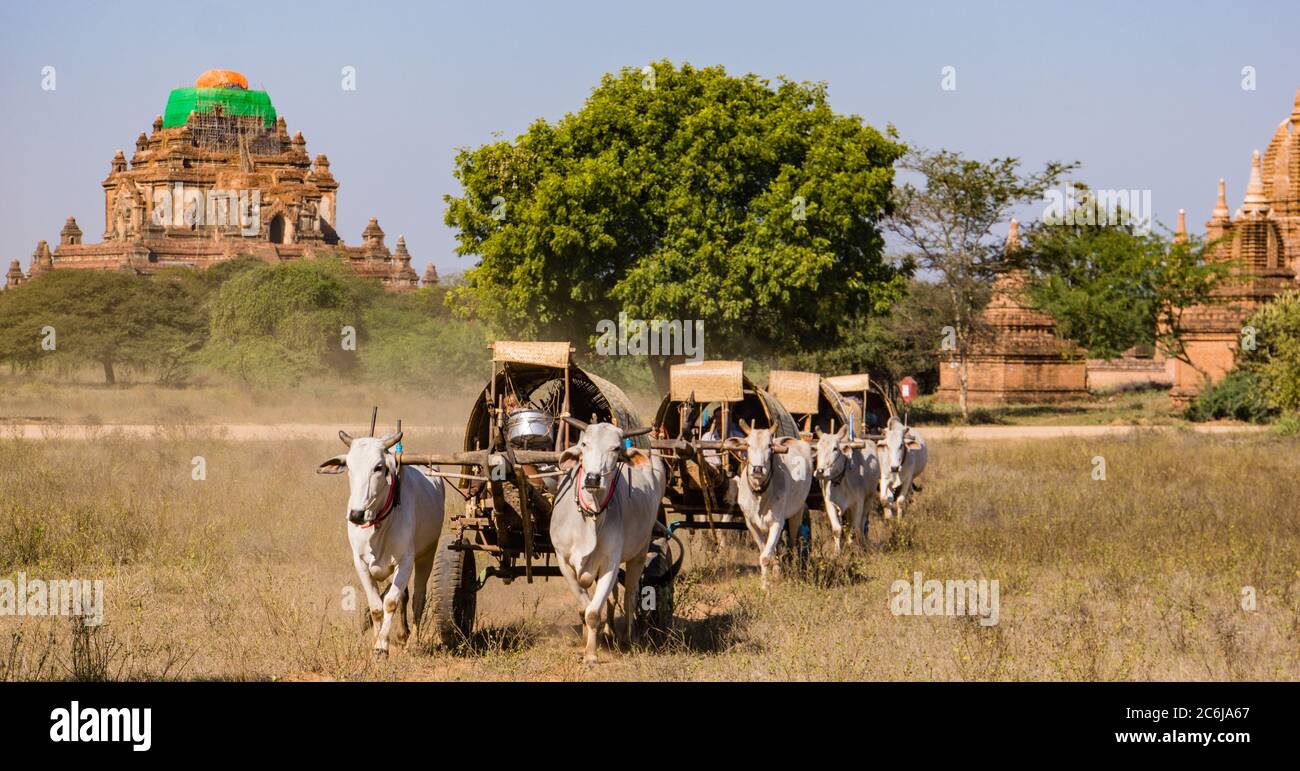 Bagan/Myanmar - January 19,2019: ox drawn carts carry pilgrims home ...