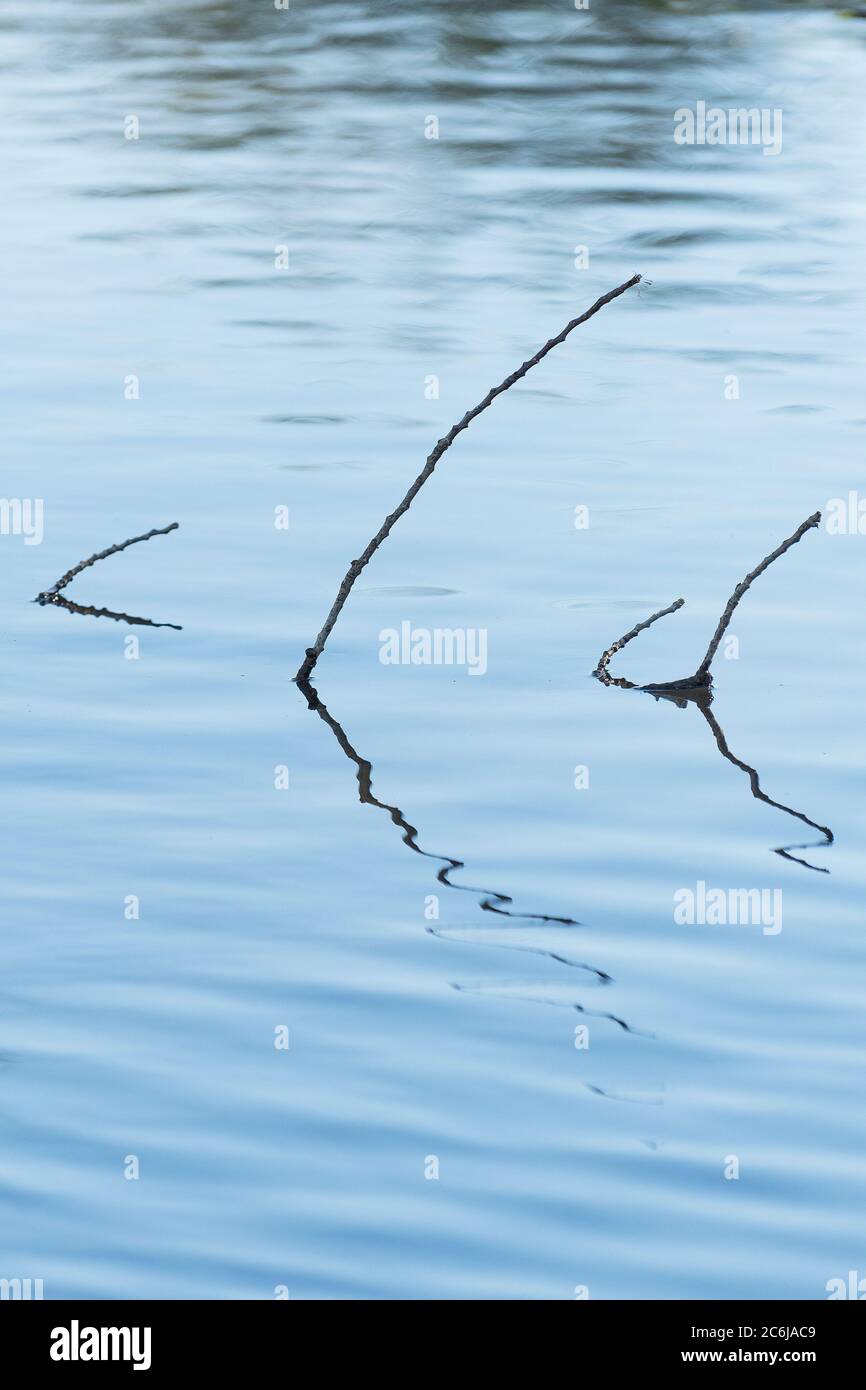Small twigs of a submerged tree branch protruding from the surface of a ...
