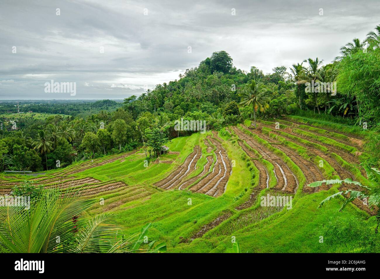 Rice terrace. Bali. Indonesia Stock Photo - Alamy
