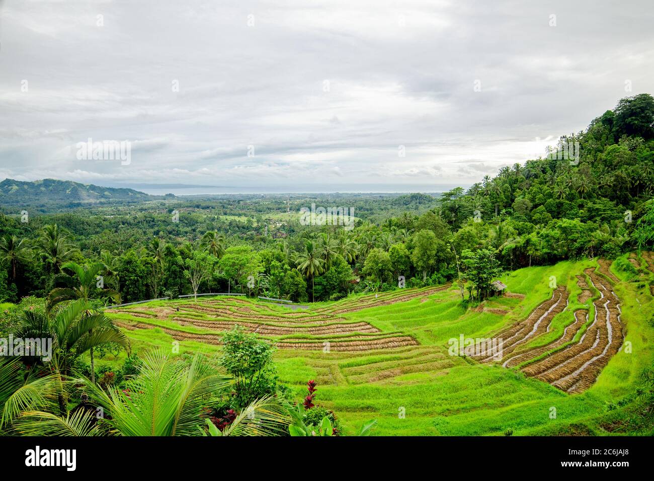 Rice terrace. Bali. Indonesia Stock Photo - Alamy