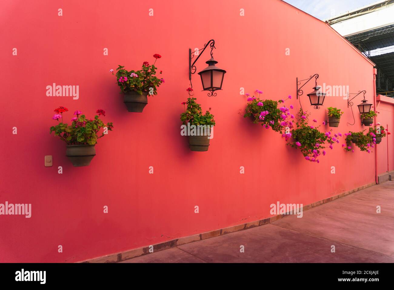 Pink wall with hanging flower pots in a sunny day, Ica Peru Hacienda ...