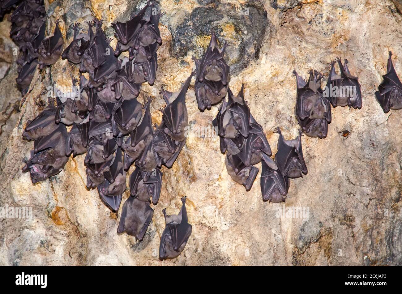 Sleeping bats. Goa Lawah Temple. Bali. Indonesia Stock Photo - Alamy