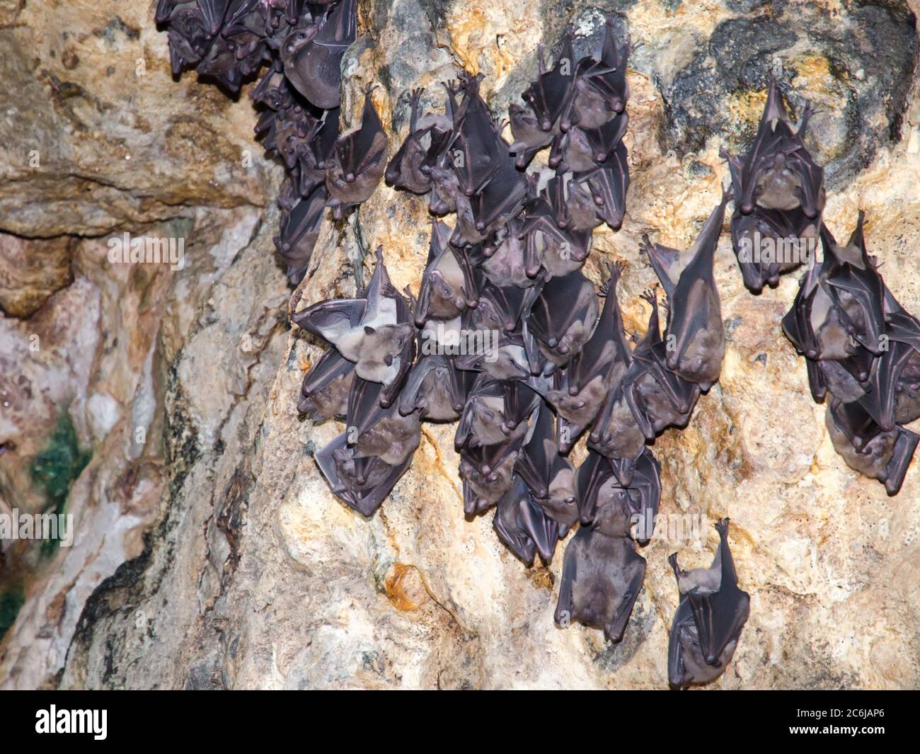 Sleeping bats. Goa Lawah Temple. Bali. Indonesia Stock Photo - Alamy
